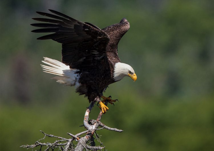Eagle Symbolism: Guide To Their Spiritual Meaning | Simply Symbolism