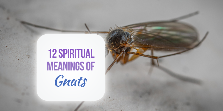12 Spiritual Meanings Of Gnats [Explained] | Simply Symbolism