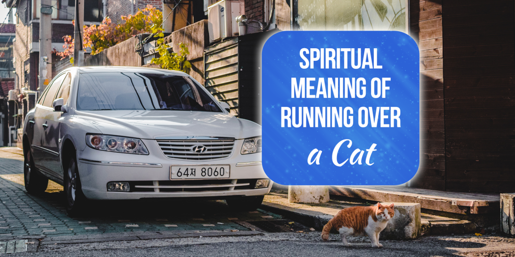 8 Spiritual Meanings Of Running Over A Cat [Fascinating!] | Simply ...