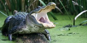 12 Spiritual Meanings Of Alligators In Dreams [Explained] | Simply ...