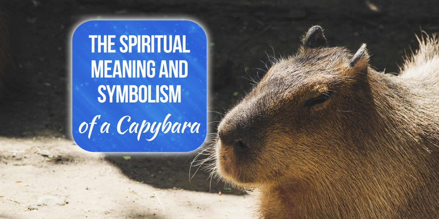 Capybara Spiritual Meaning, Symbolism, and Totem [7 Incredible Meanings ...
