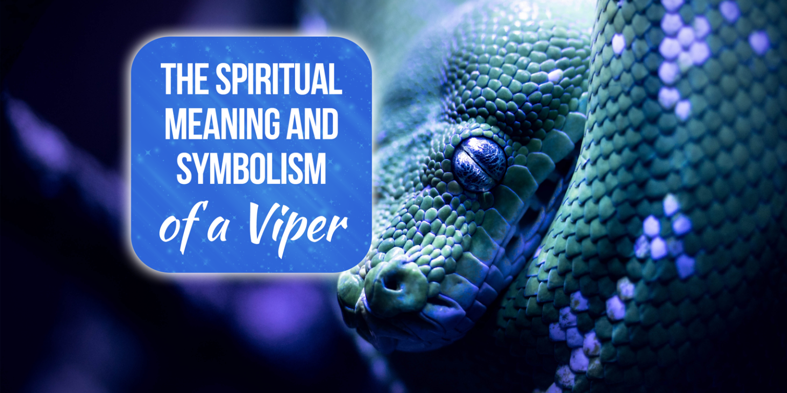 Viper Meaning, Symbolism, and Totem [7 Spiritual Meanings] | Simply ...