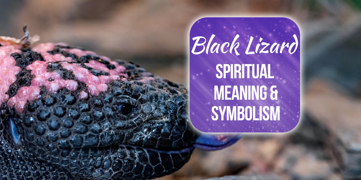 Black Lizard Symbolism, Meaning, and Totem [Explained] | Simply Symbolism