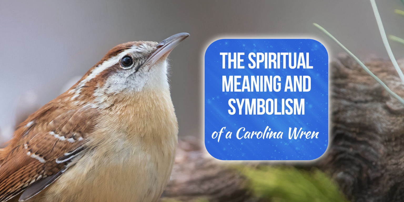 Black Mamba Meaning, Symbolism, and Totem [Explained] | Simply Symbolism