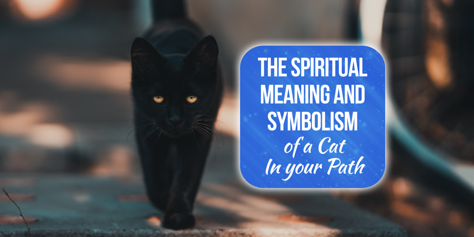 Spiritual Meaning of a Cat Crossing Your Path [8 Spiritual Meanings ...