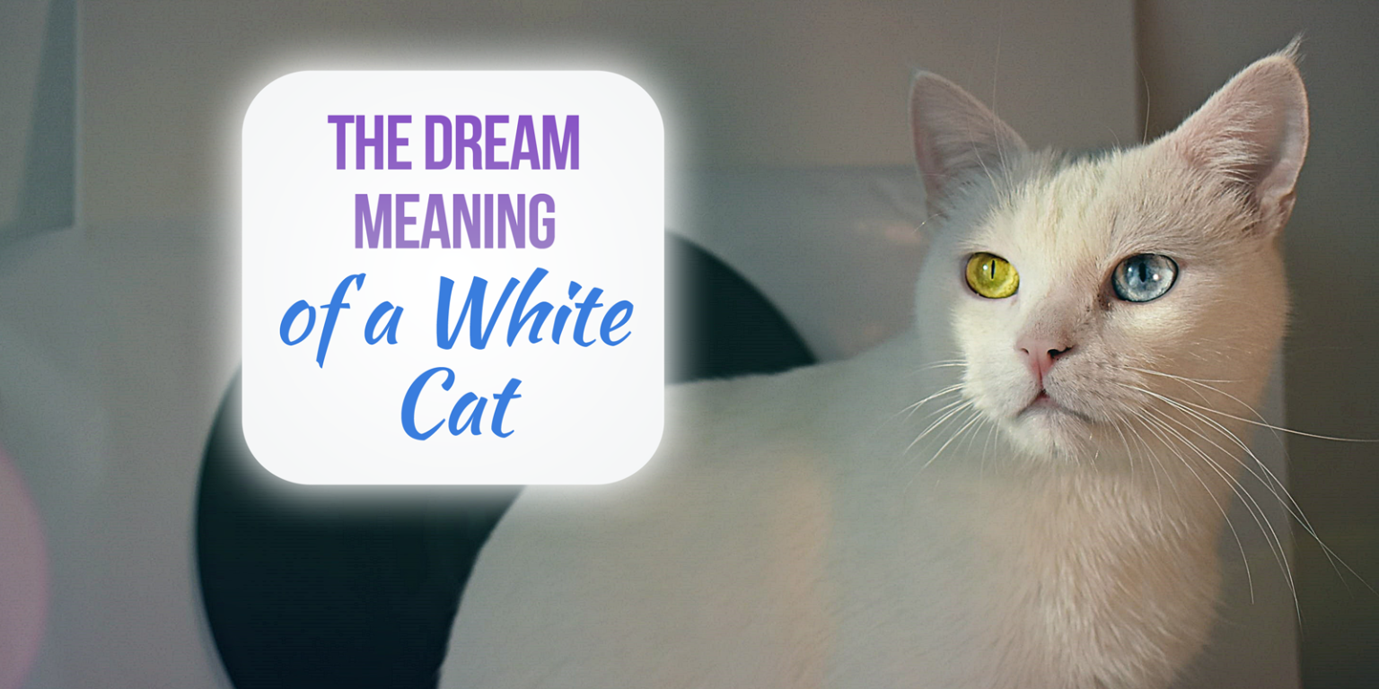 White Cat Dream Meaning [Must Read!] | Simply Symbolism