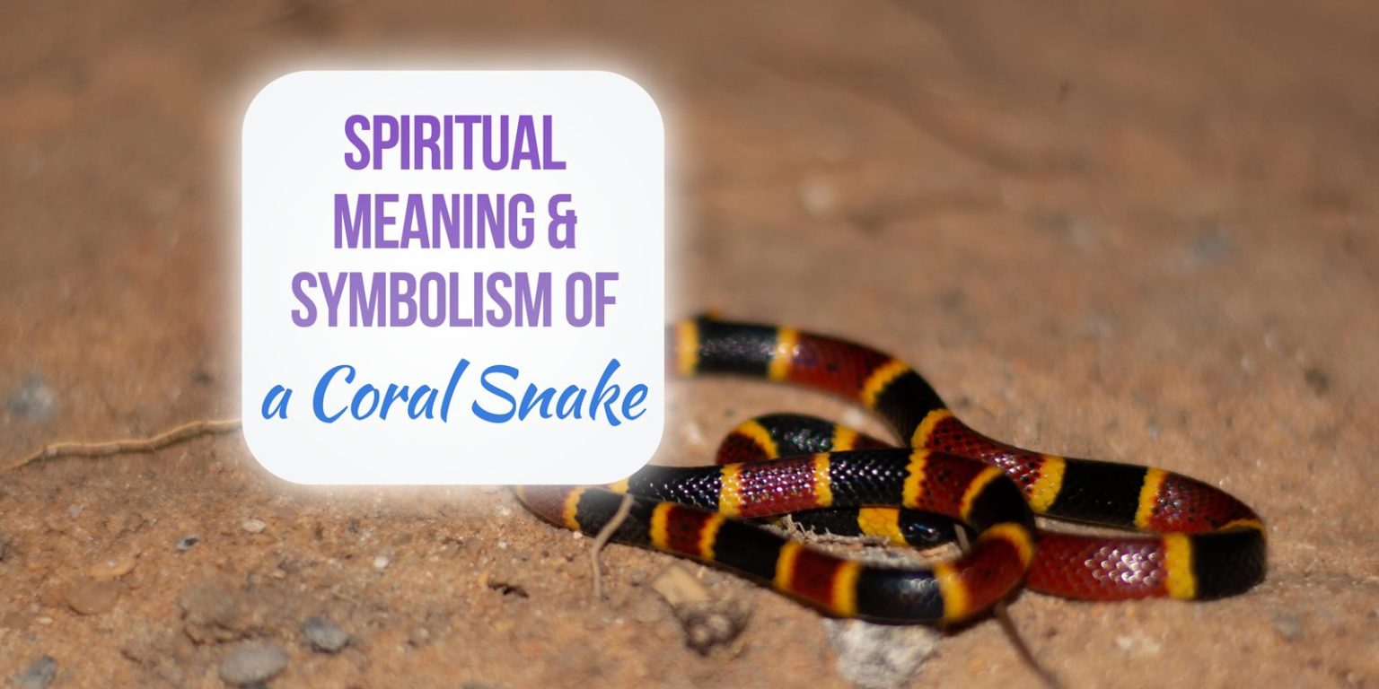 Tortoise Spiritual Meaning, Symbolism, and Totem [Explained] | Simply ...