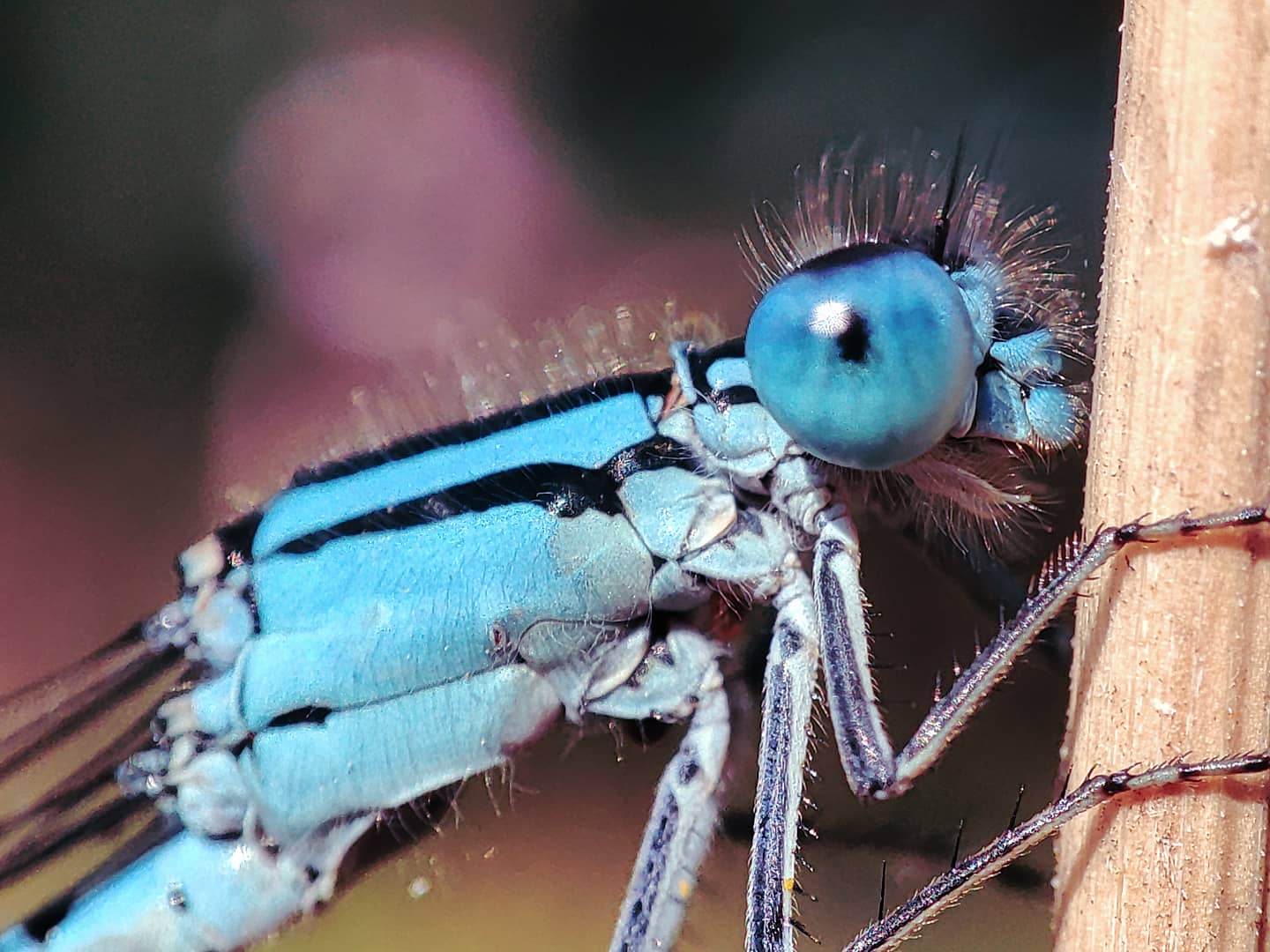 Damselfly Spiritual Meaning, Symbolism, and Totem [Explained] | Simply ...