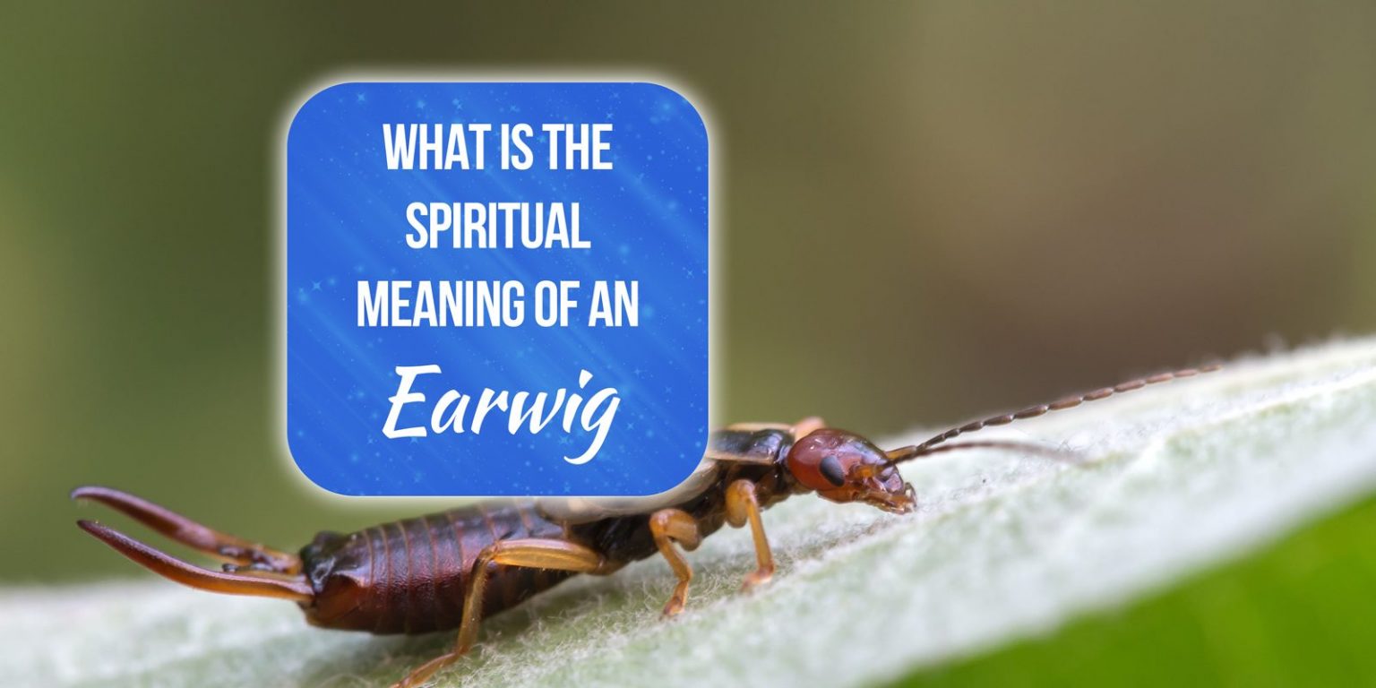 What is the Spiritual Meaning of an Earwig? [10 Key Meanings, & More ...