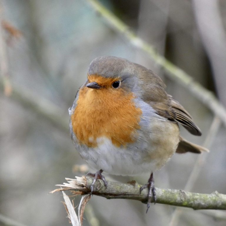 Biblical Meaning of Robin with Symbolism and Totem [Must Read ...